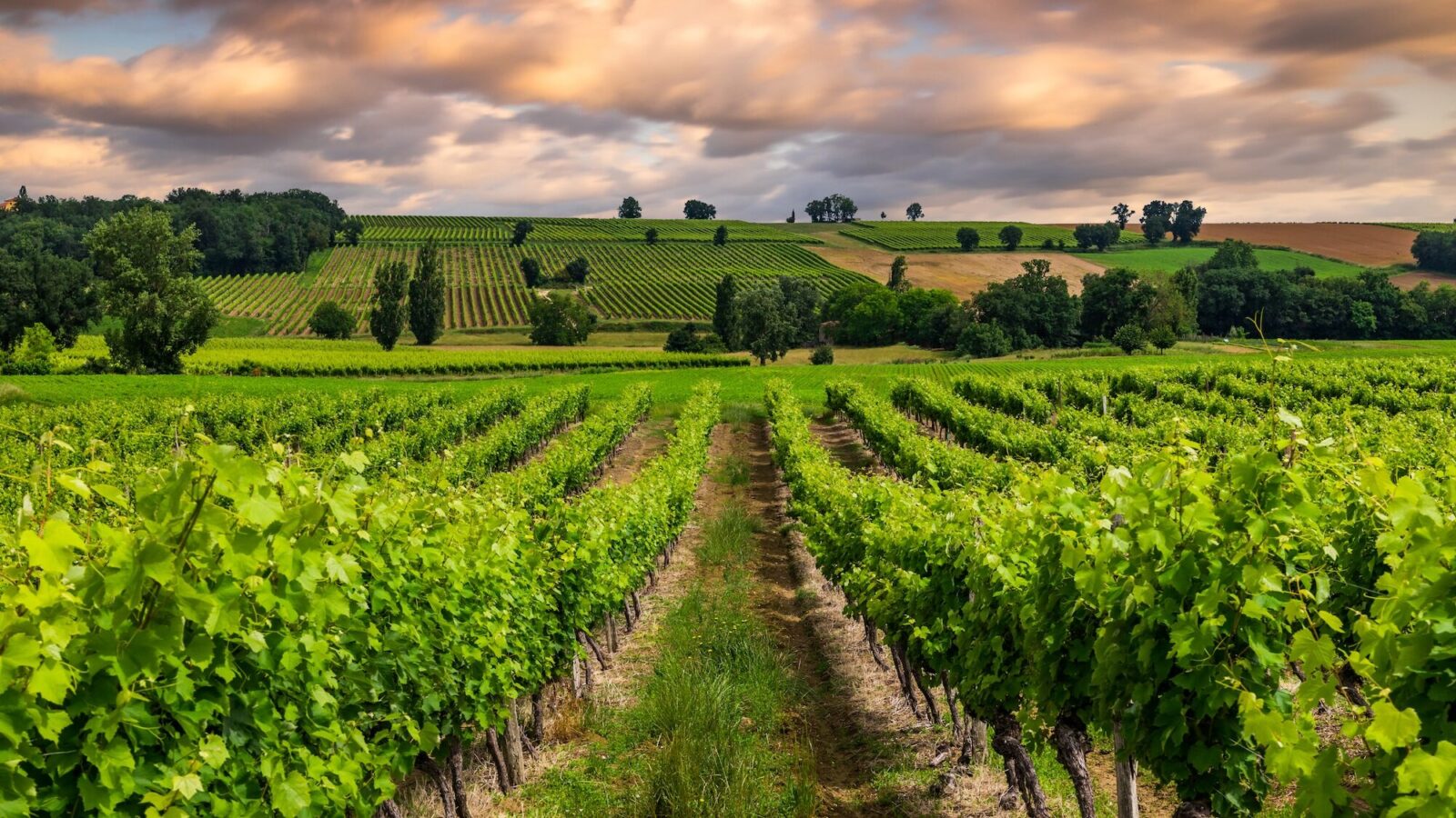 Sip your way through Europe: The wine tours everyone will be booking in ...
